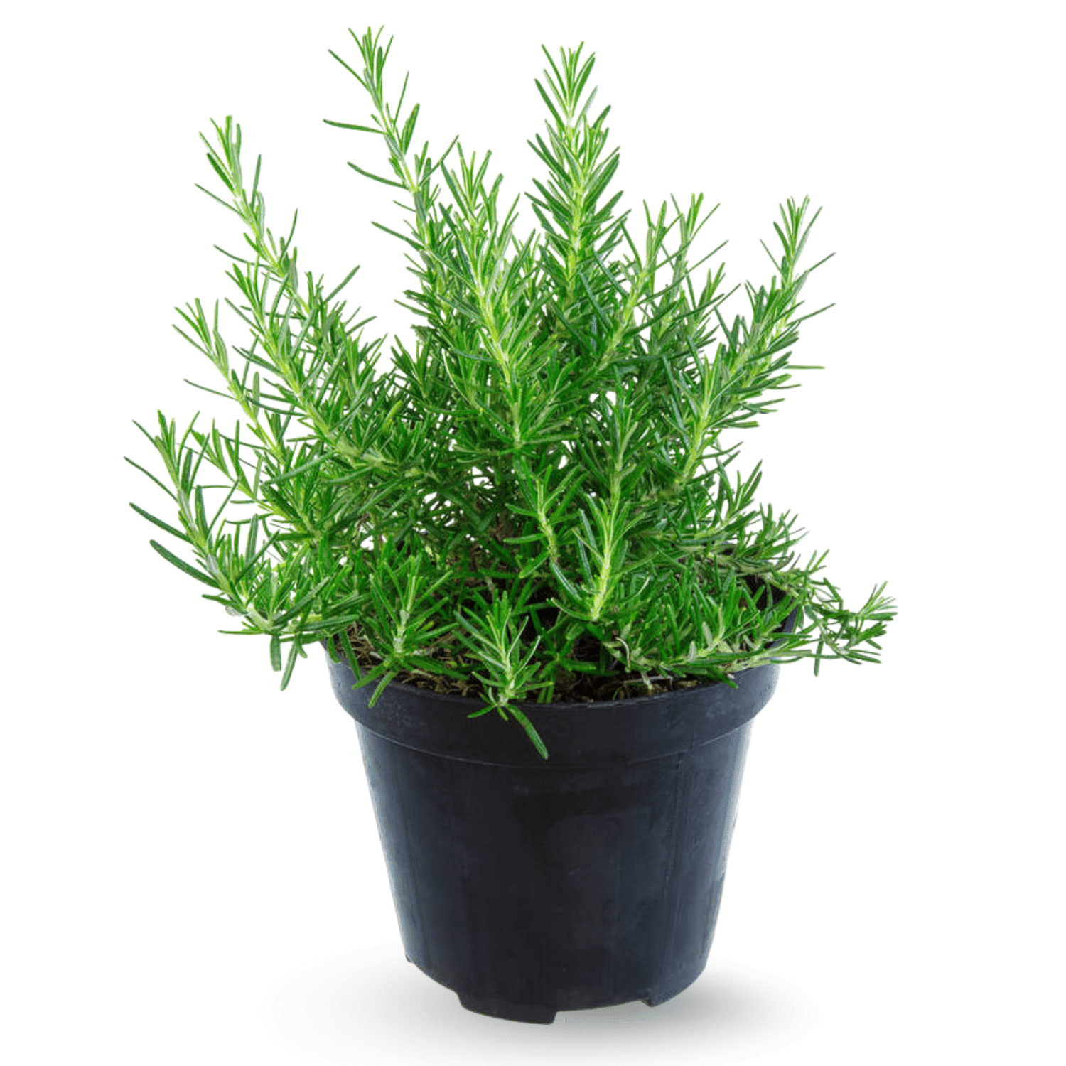 Live Rosemary Herb Plant, 6-8 inch Tall Hardy and Fragrant Rosemary ...