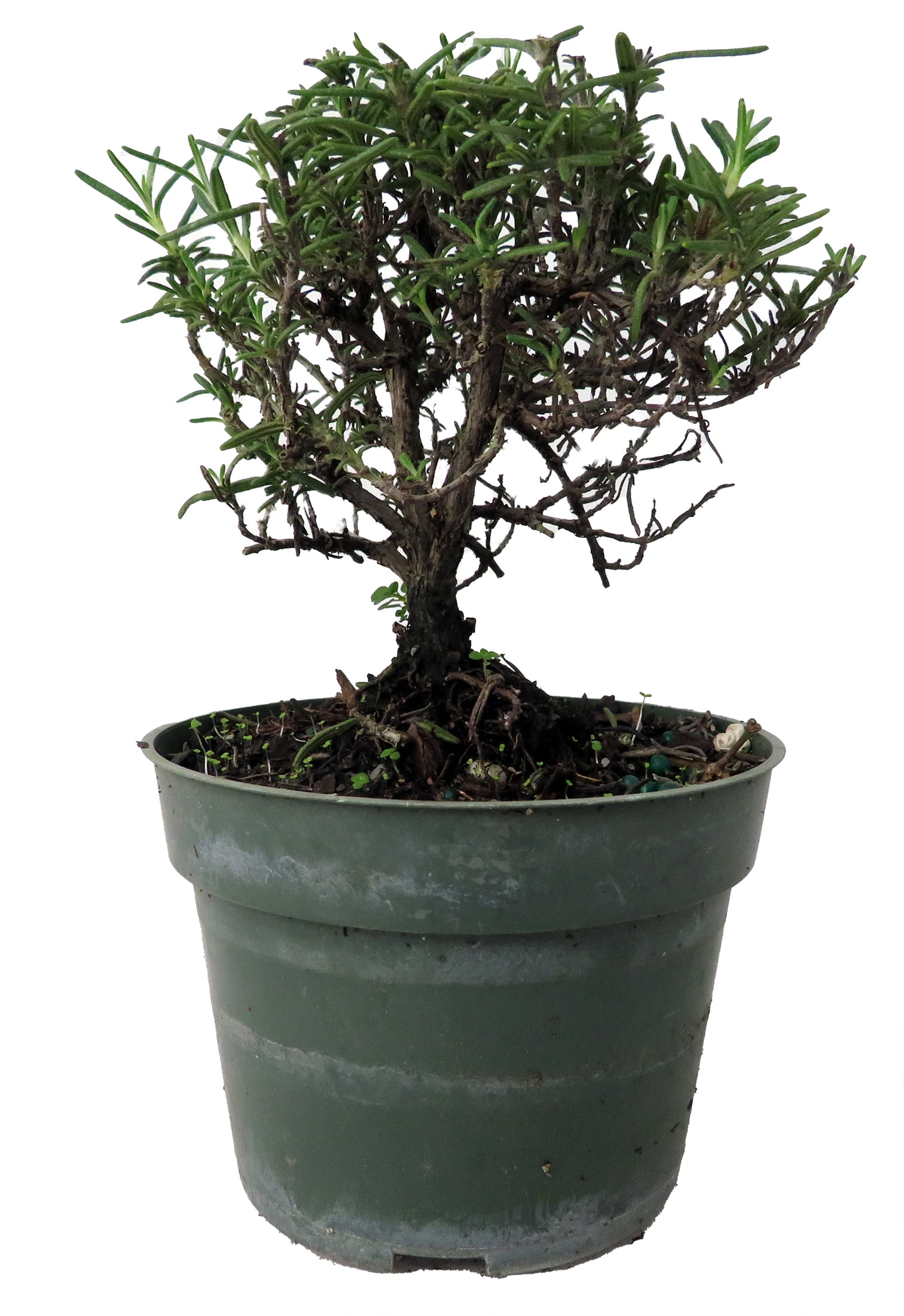 Live Rosemary Tree Topiary - 4" Pot - Walmart.com