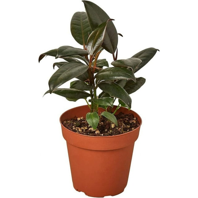 Live Rubber Tree Plant Ficus Burgundy Red Tropical An Old Favorite In 4 ...