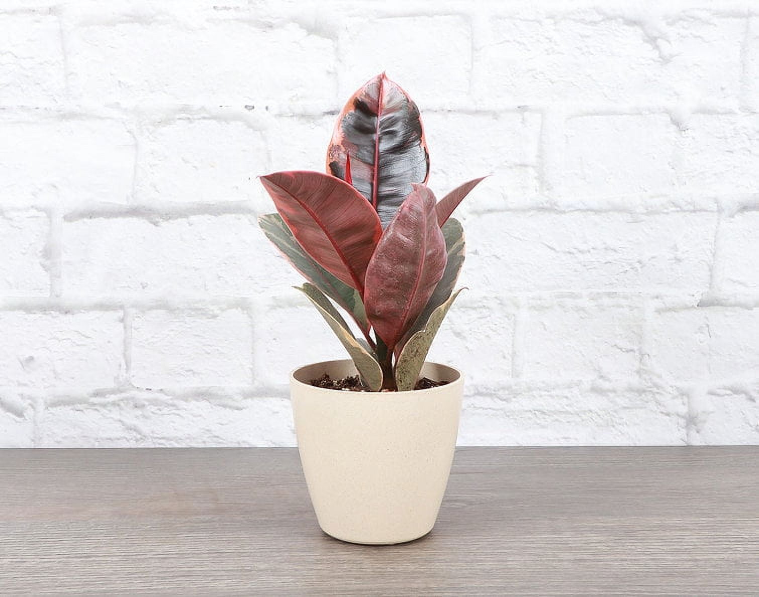 Live Ruby Rubber Plant - 4" Biodegradable Pot - Natural - Walmart.com