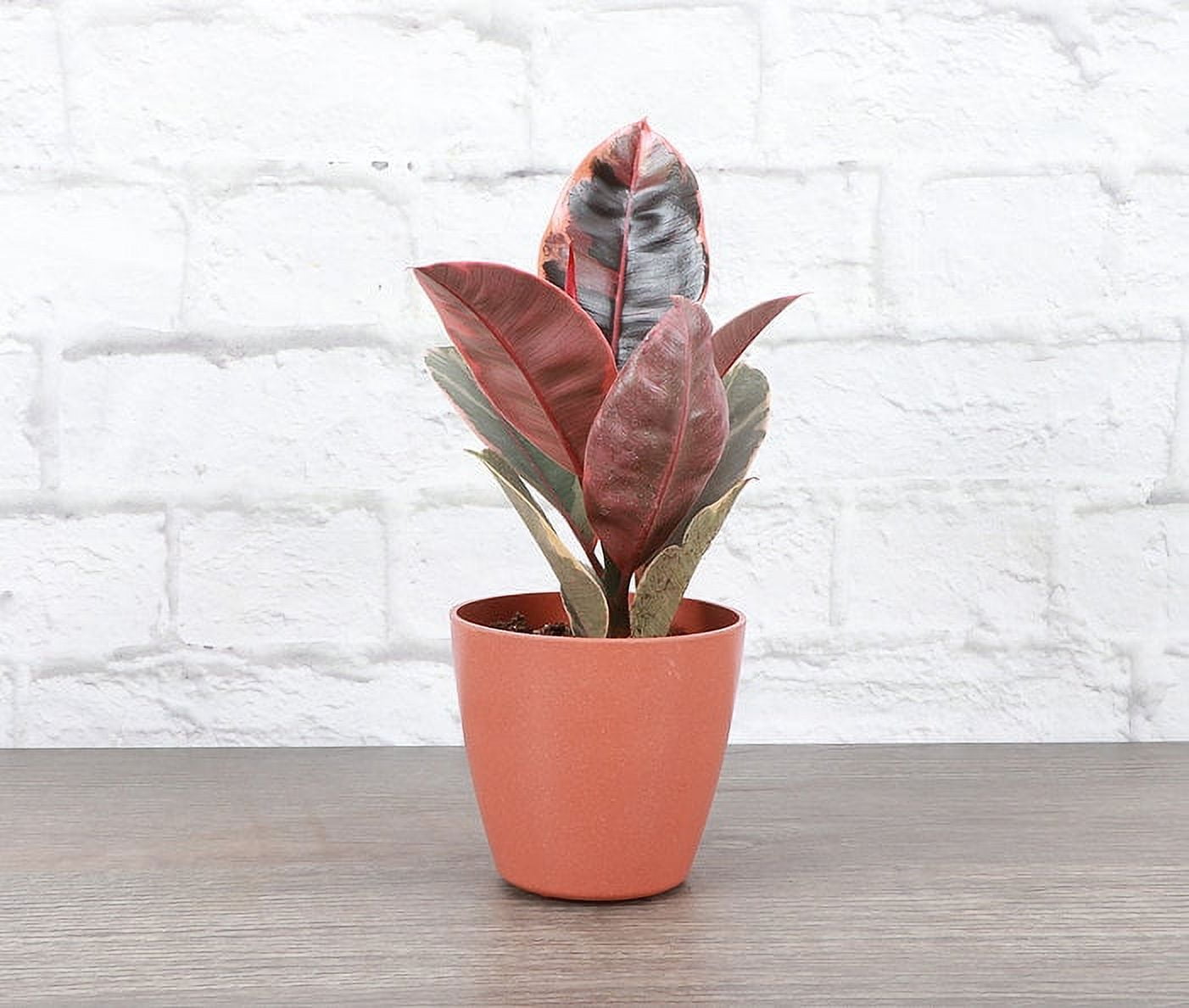 Live Ruby Rubber Plant - 4" Biodegradable Pot - Terra Cotta - Walmart.com