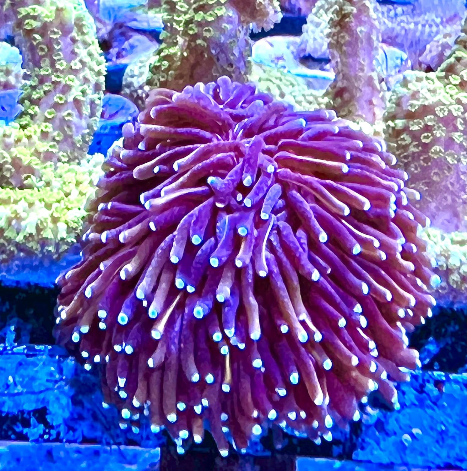 Live Saltwater Coral, Live Aquaculture Coral Decor for Aquarium, Live Aquacultured Reef Specimen ...