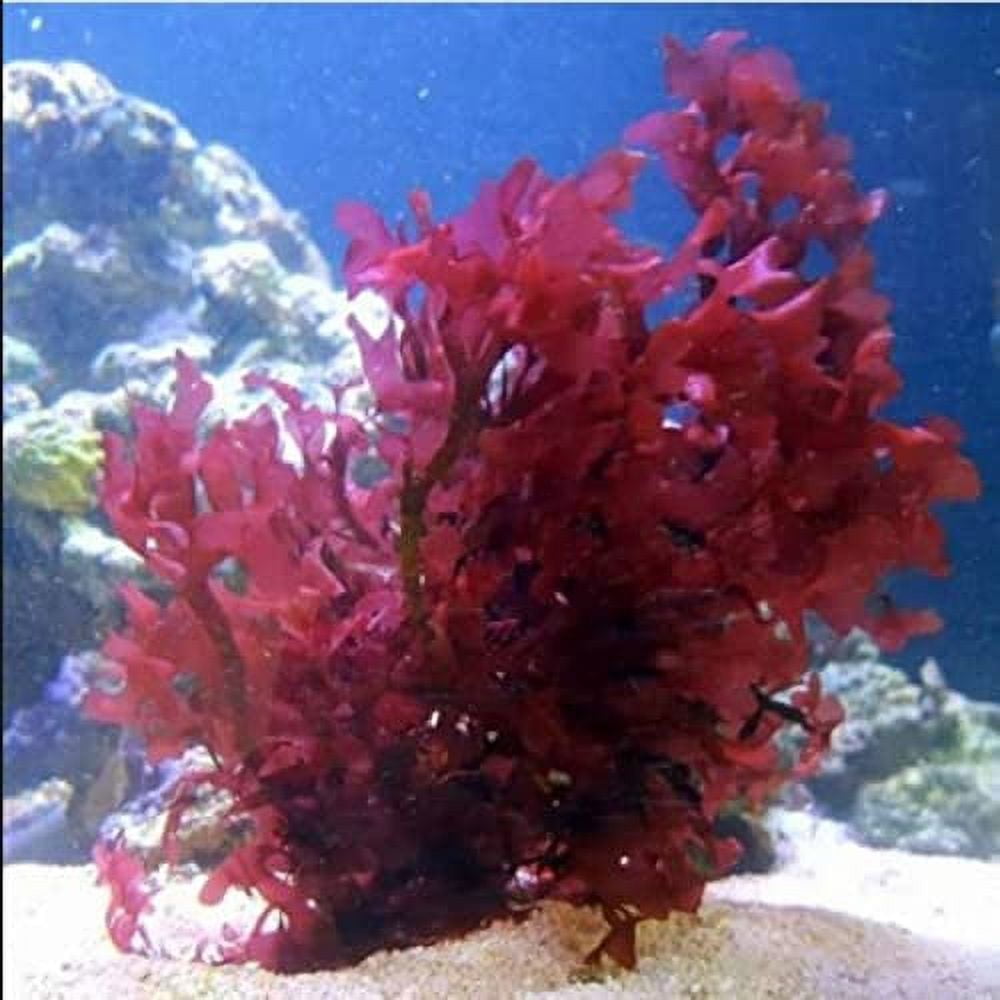 Live Saltwater Gracilaria Pom Pom Red Macro Algae 1 Inch Frag Refugium ...