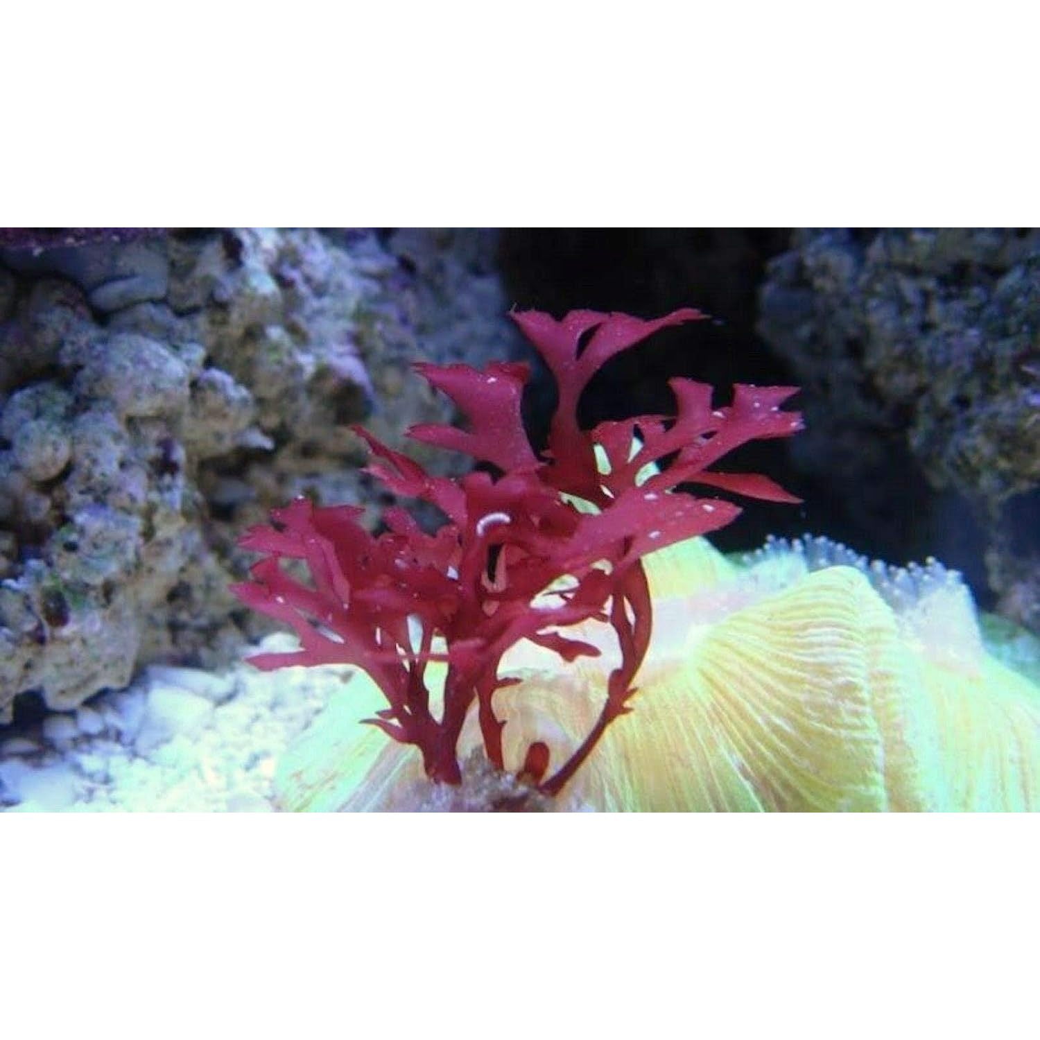 Live Saltwater Plant Red Gracilaria Hayi Red Bush Macro Algae Refugium ...