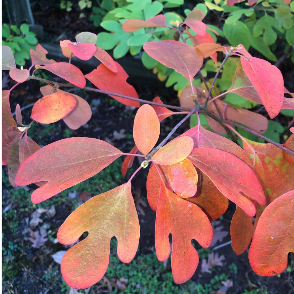 Live Sassafras Tree Seedling, Quart Pot, 8 - 10 Inches Starter Plant ...