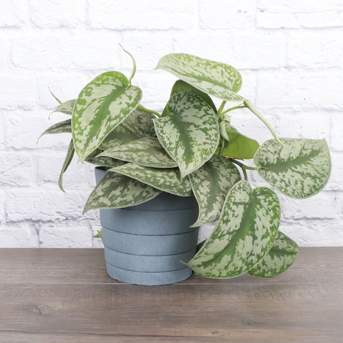 Live Scindapsus Pictus 'Exotica' Plant - Satin Pothos - 6" Decorative ...