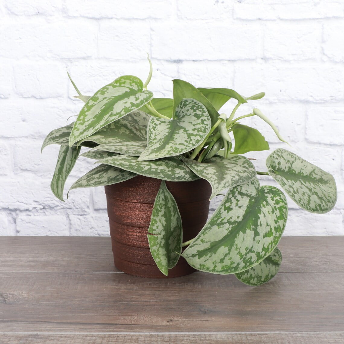 Live Scindapsus Pictus 'Exotica' Plant - Satin Pothos - 6" Decorative ...