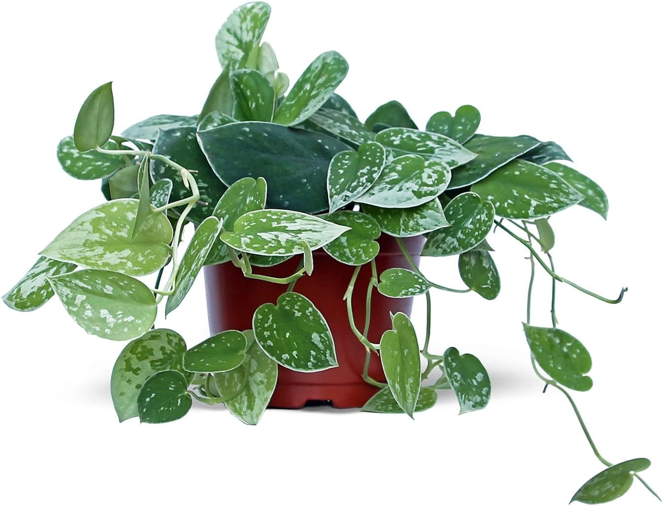 Live Scindapsus Pictus Silvery Ann, Silver Pothos, Plant Mom Dad Gift ...