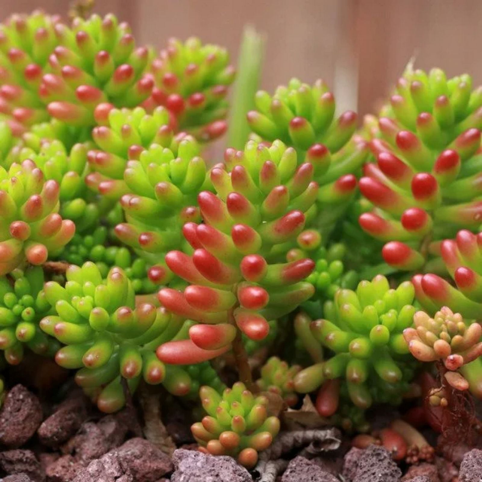 Live Sedum Jelly Bean Plant, Sedum Houseplant Indoor, Jelly Bean ...
