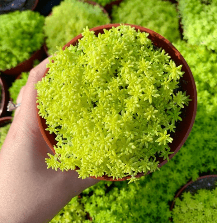 Live Sedum Tokyo Sun Plant - Yellow Stonecrop Plant - Tokyo Sun Stonecrop Plant - Sedum ...