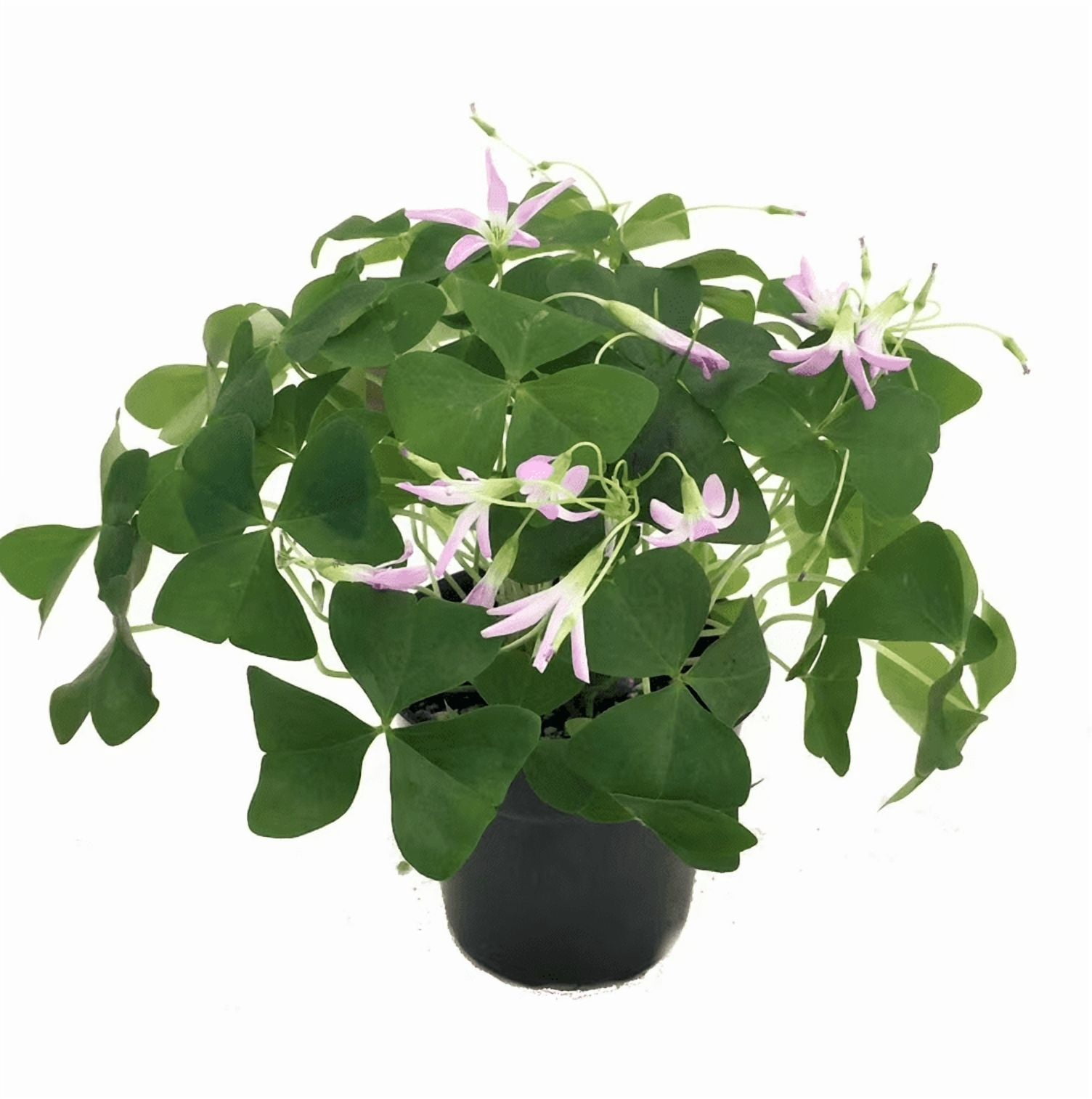 Live Shamrock Plant, Small Shamrock Plant, Green Oxalis Live Plant ...