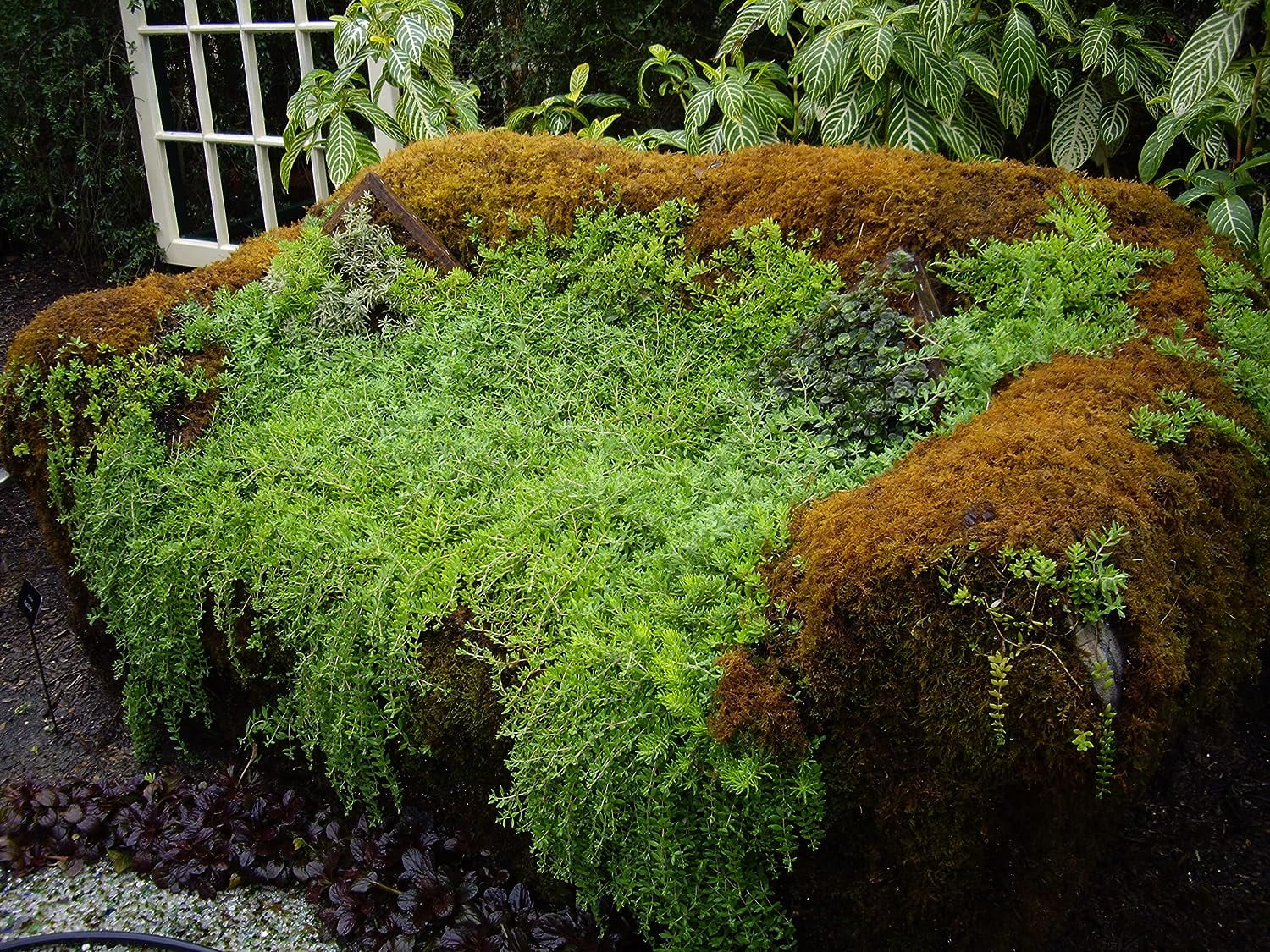 Live Sheet Moss Starter Kit - Walmart.com