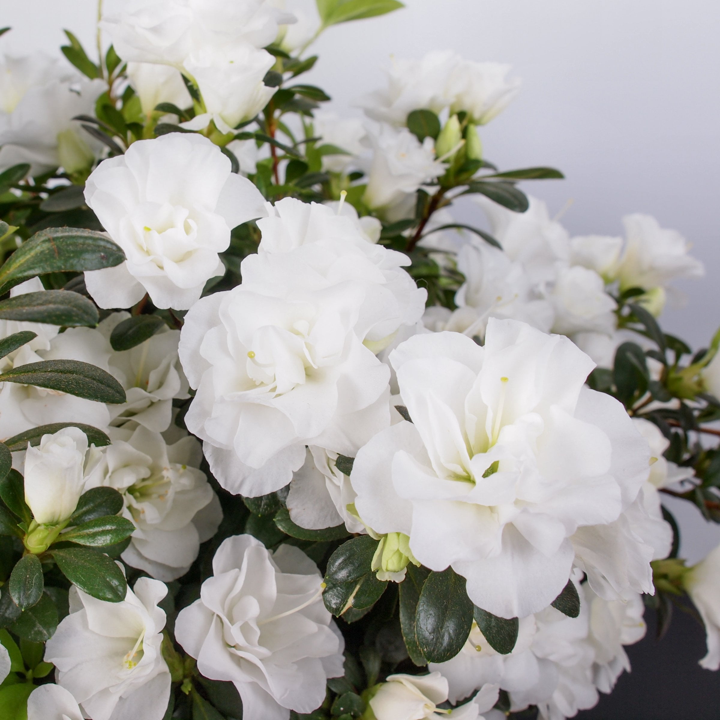 Live Shrub 3 Gal Azalea 'Chinzan' with Partial Sunlight - Walmart.com