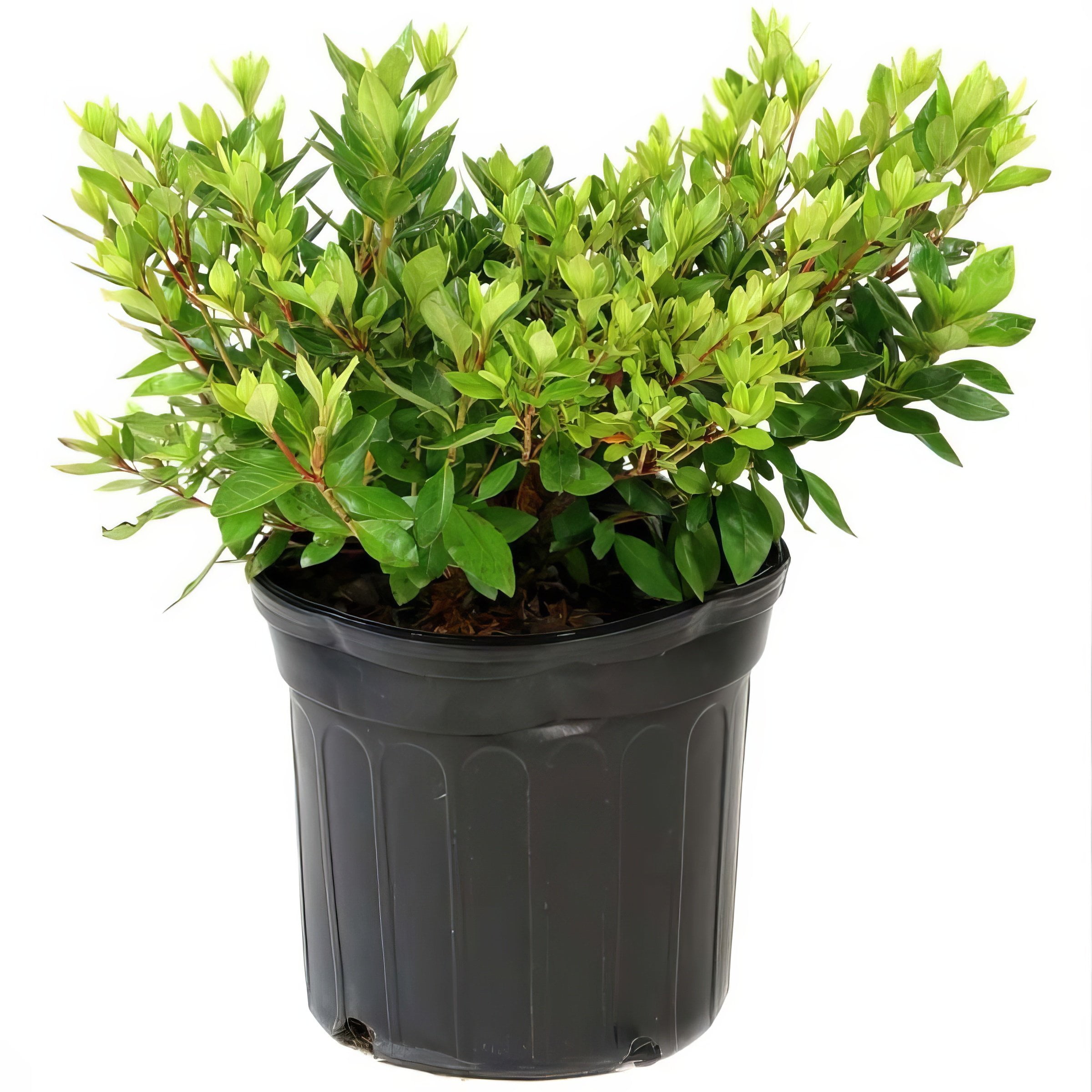 Live Shrub 3 gal Azalea 'Hardy Gardenia' with Part Sunlight - Walmart.com