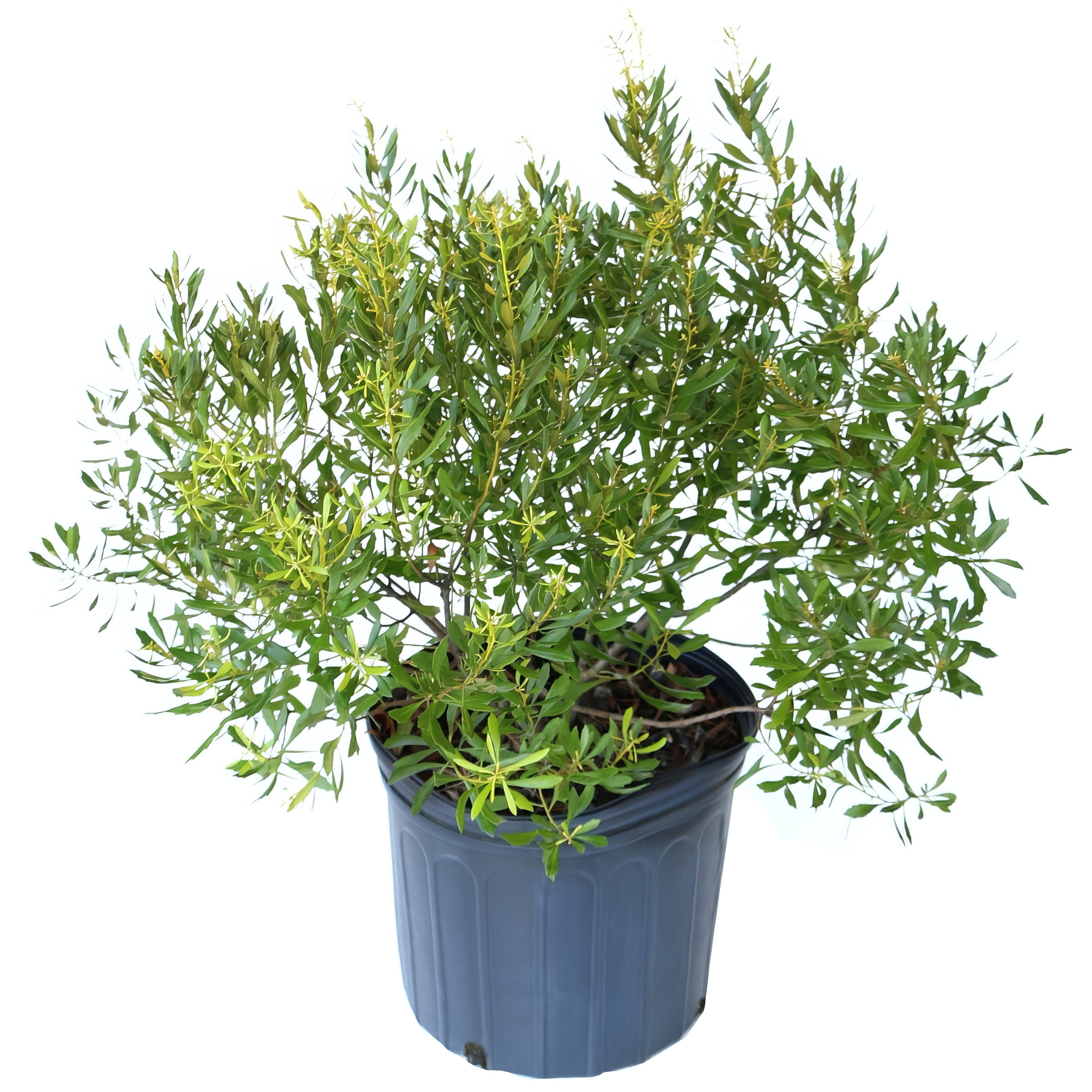 Live Shrub 3 gal Dwarf Wax Myrtle with Full Sunlight - Walmart.com
