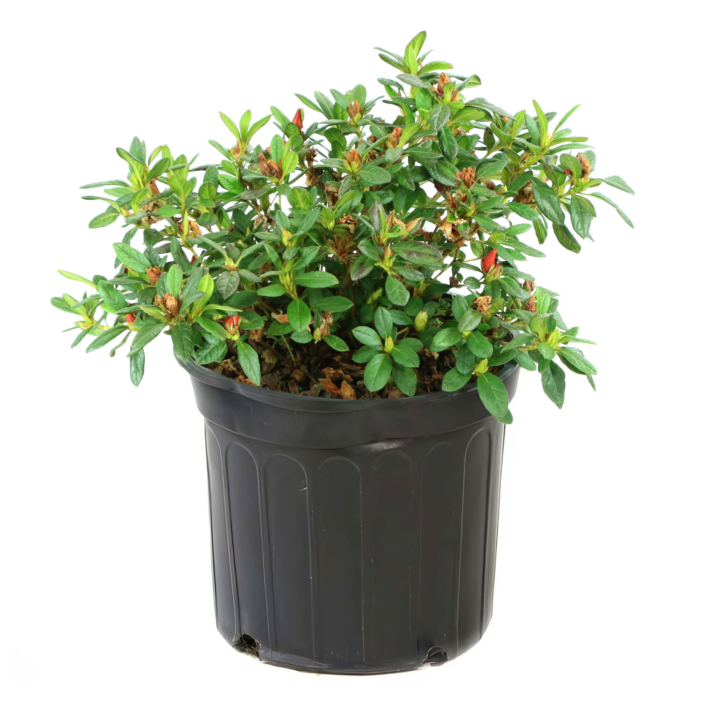 Live Shrub 3 gal Floramore Azalea 'Hot Pink' with Partial Sunlight ...