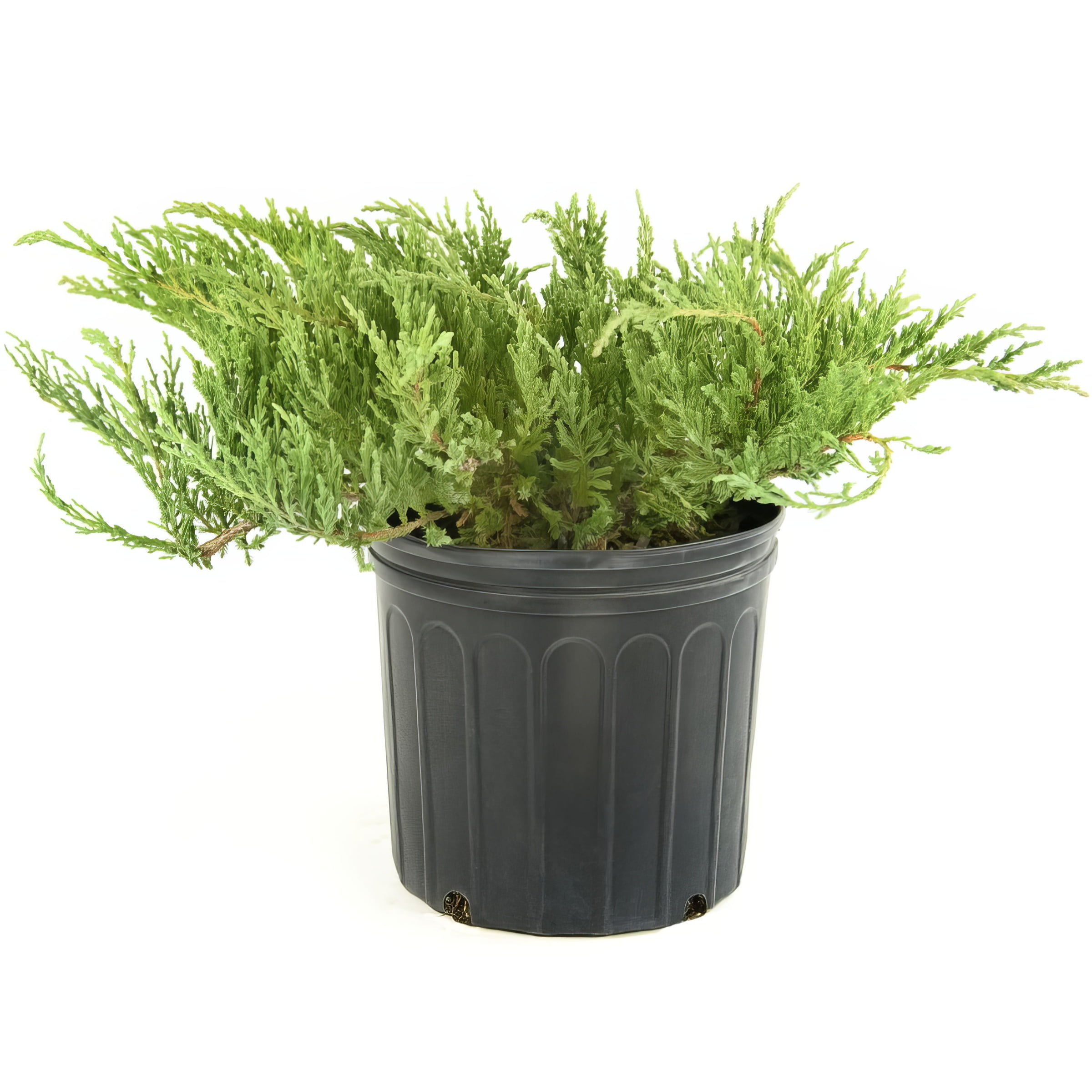 Live Shrub 3 gal Green Sargent Juniper with Full Sunlight - Walmart.com