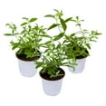 National Plant Network Live Shrub 4" Buddleia 'Triple Treat Butterfly ...