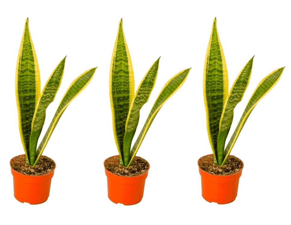 Live Snake Plant, Sansevieria (8"-12" Tall) 3 Pack in 3-inch Pot ...