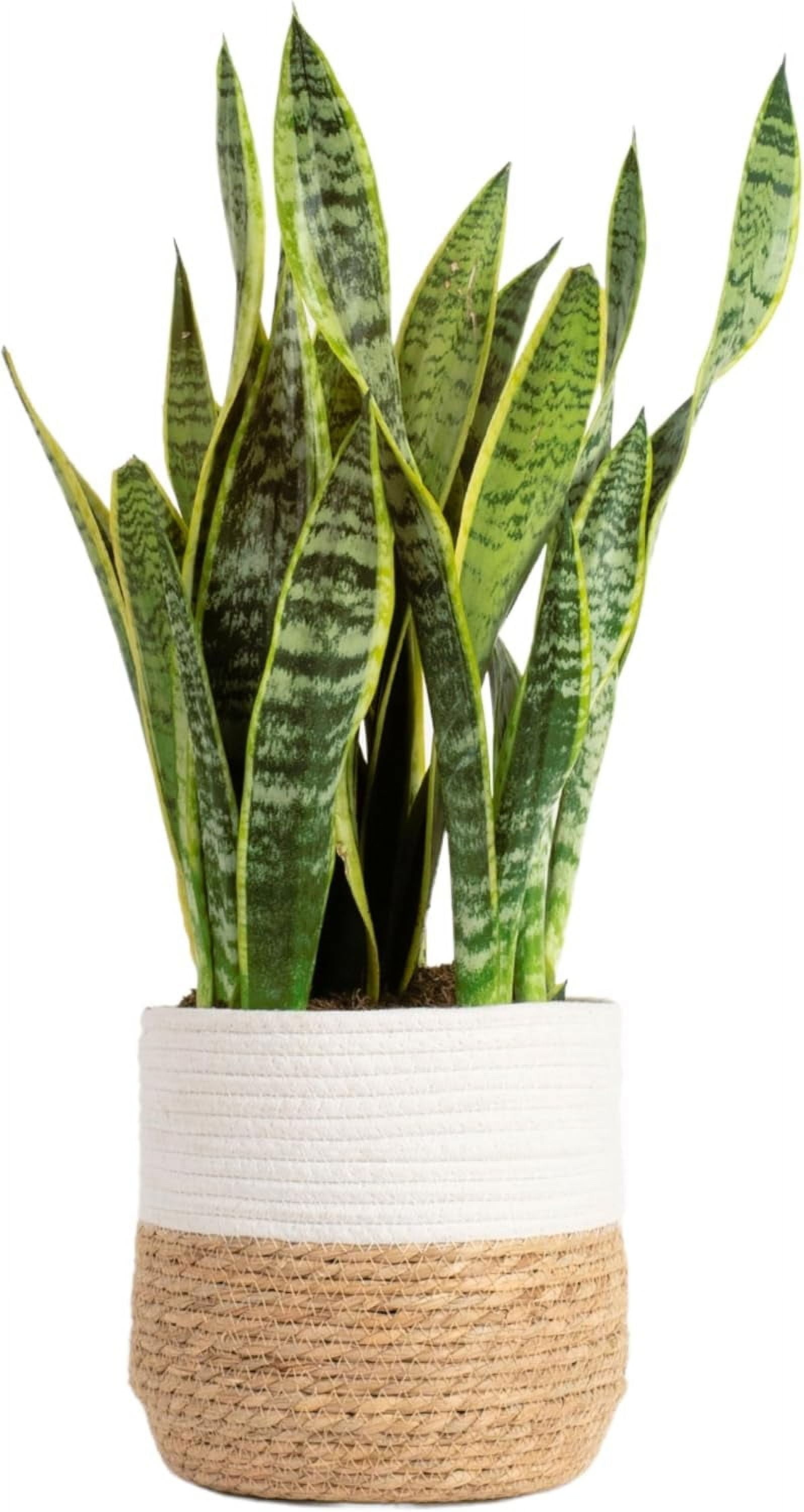 Live Snake Plant, Sansevieria, Easy Care House Plant in Modern Decor ...