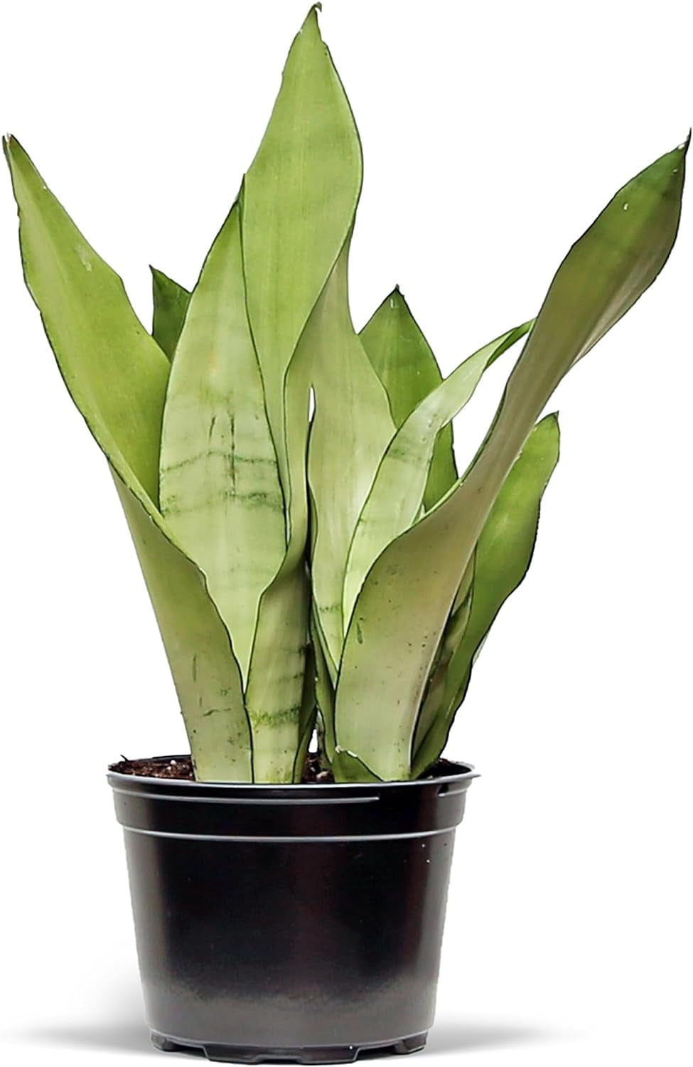 Live Snake Plant, Sansevieria Moonshine, Indoor Potted Plant ...