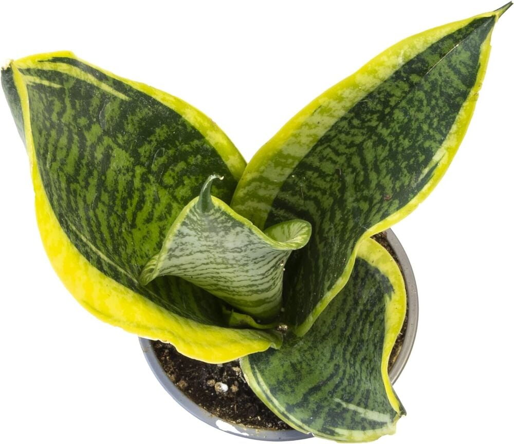 Live Snake Plant Sansevieria Trifasciata Superba Fully Rooted Indoor ...
