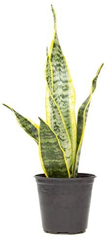 Live Snake Plant, Sansevieria trifasciata Laurentii, Fully Rooted ...