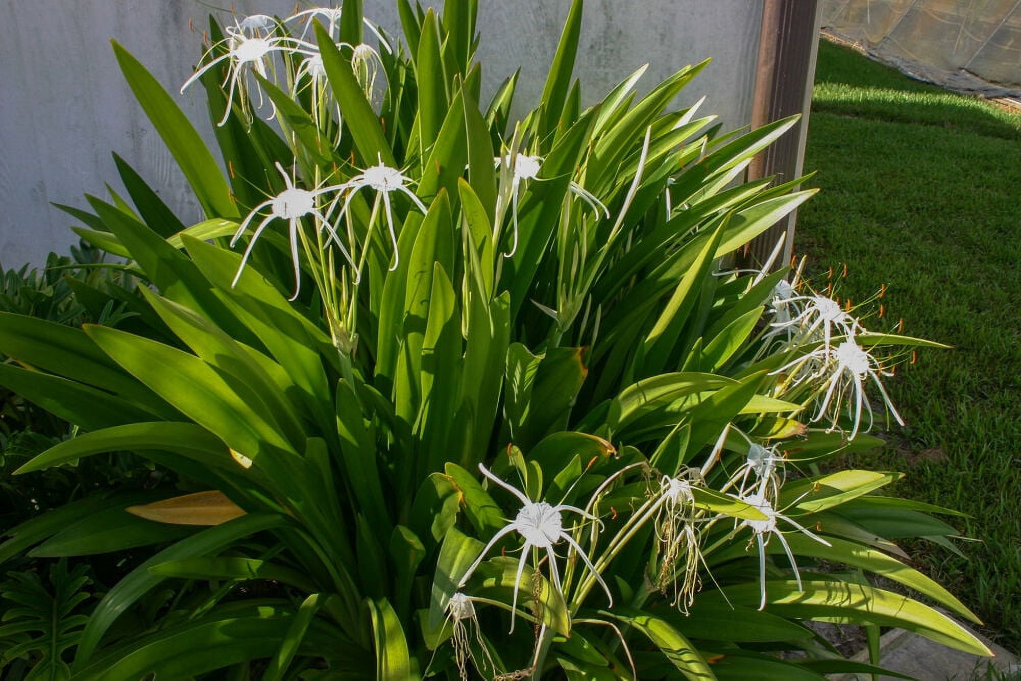 Live Spider Lily Tropical Aquatic Marginal Pond/Bog Plant - Walmart.com