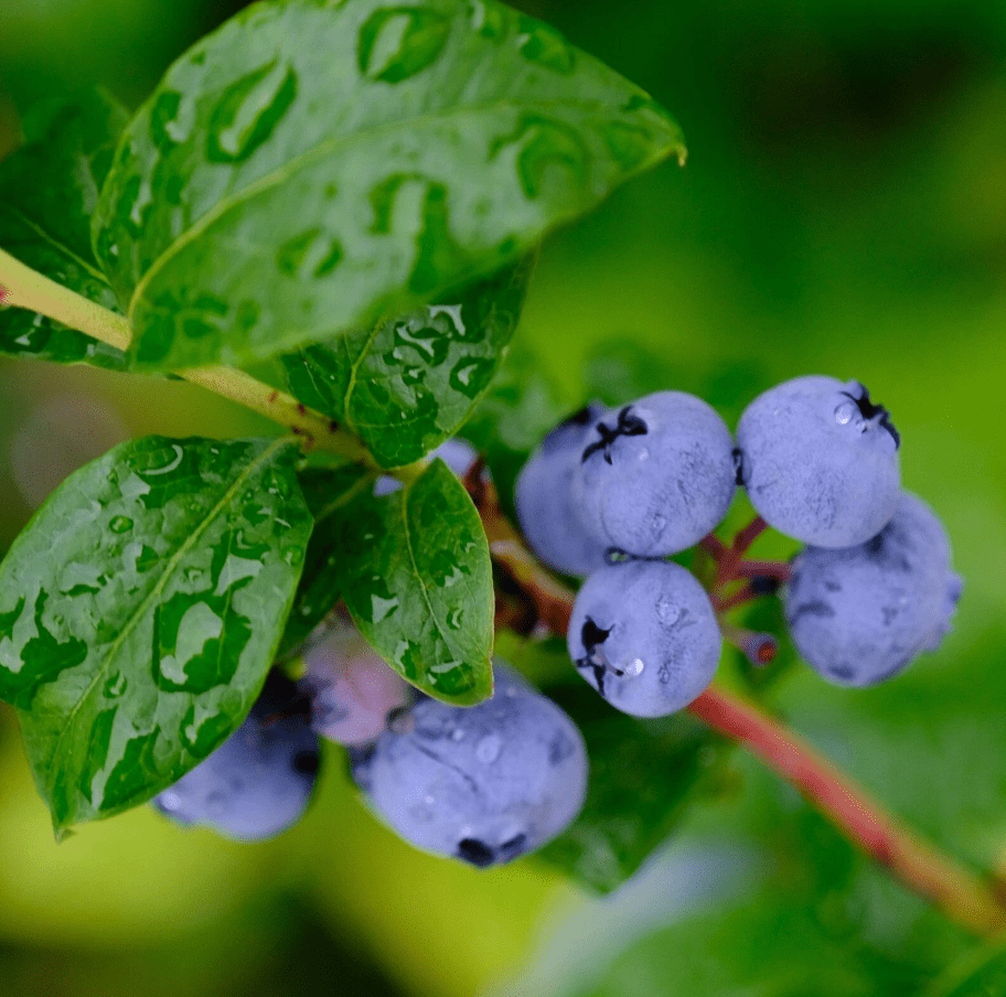 Live Springhigh Blueberry Plant Northern Highbush Blueberry Tree ...