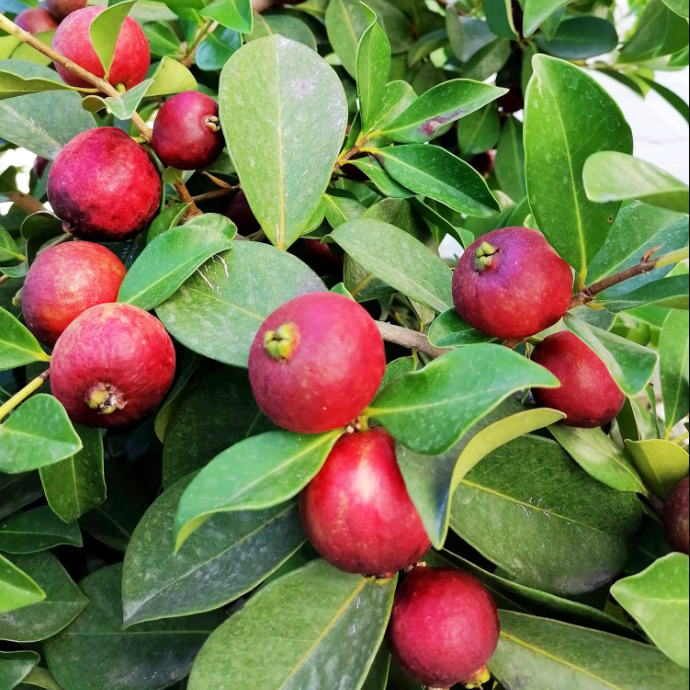 Live Strawberry Guava Tree Red Psidium Cattleianum Live Plant Sweet ...