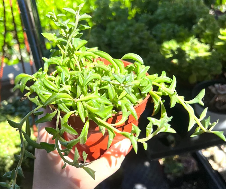 Live String Of Dolphins Plant - Dolphin Plant - Flying Dolphin Plant ...