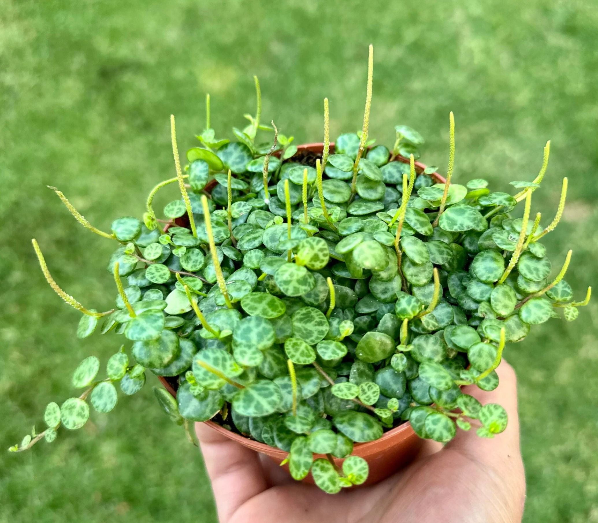 Live String of Turtles Plant Peperomia Prostrata Charming Miniature ...