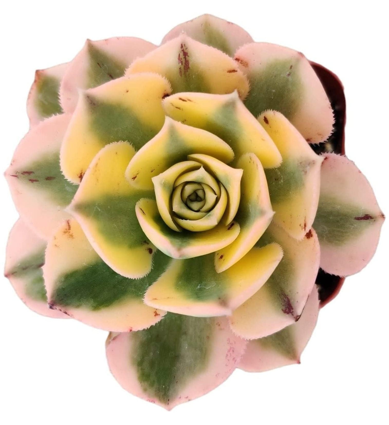 Live Succulent Cactus Plants From Uskc 4pot Aeonium Sunburst