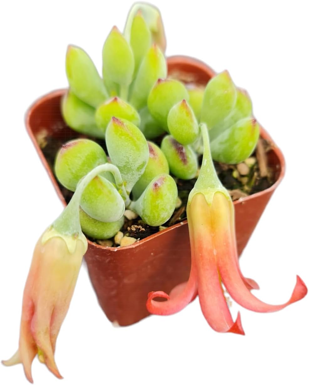Live Succulent Cotyledon Plants (2"Pot Cotyledon Pendens) - Walmart.com