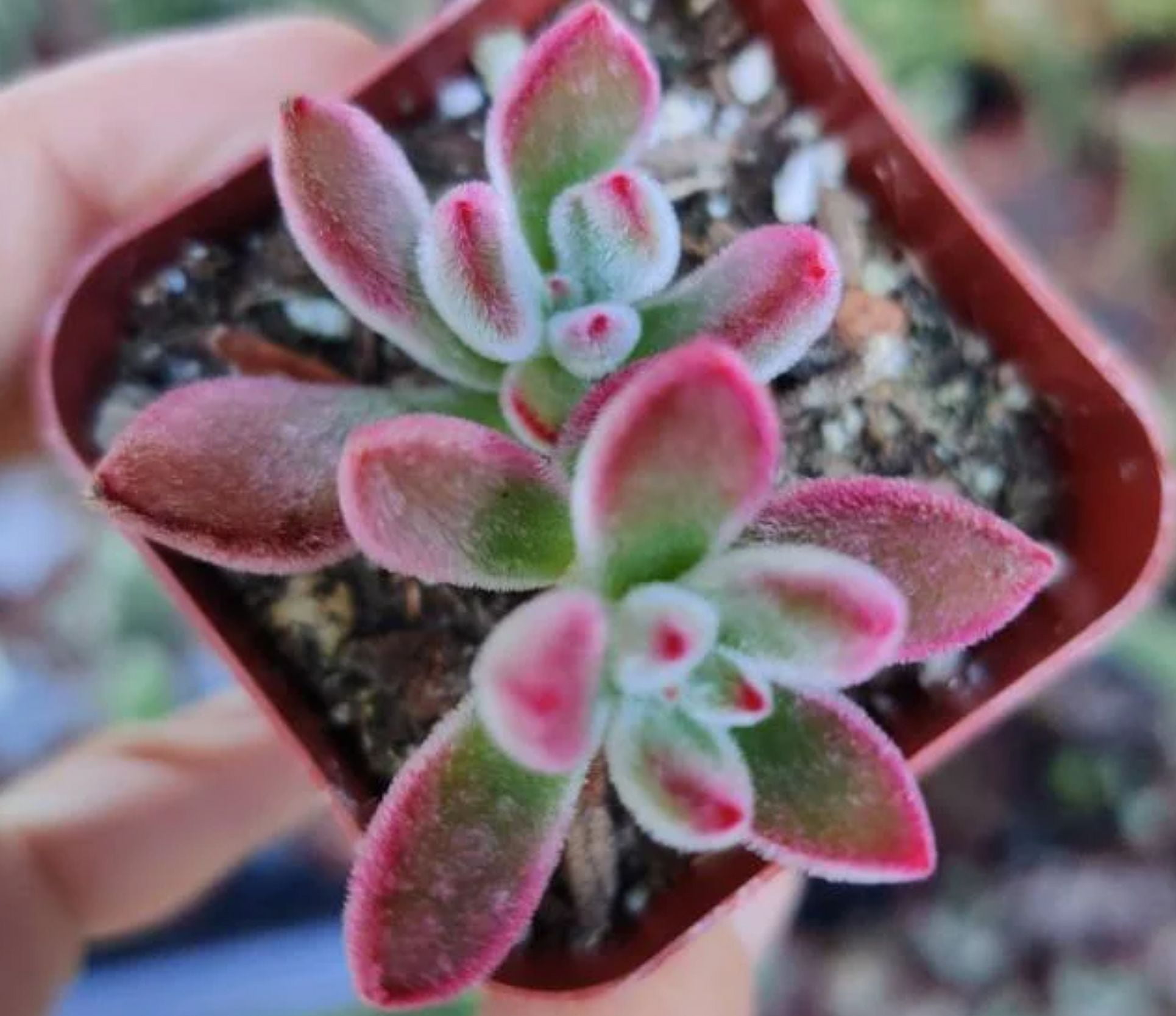 Live Succulent Echeveria Plants (2"Pot Echeveria Devotion) - Walmart.com