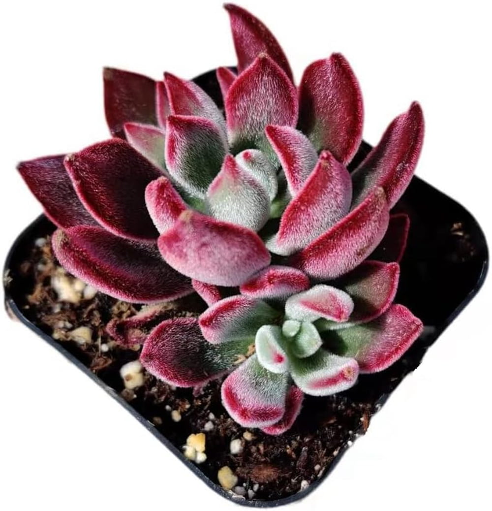 Live Succulent Echeveria Plants (2"Pot Echeveria Devotion) - Walmart.com