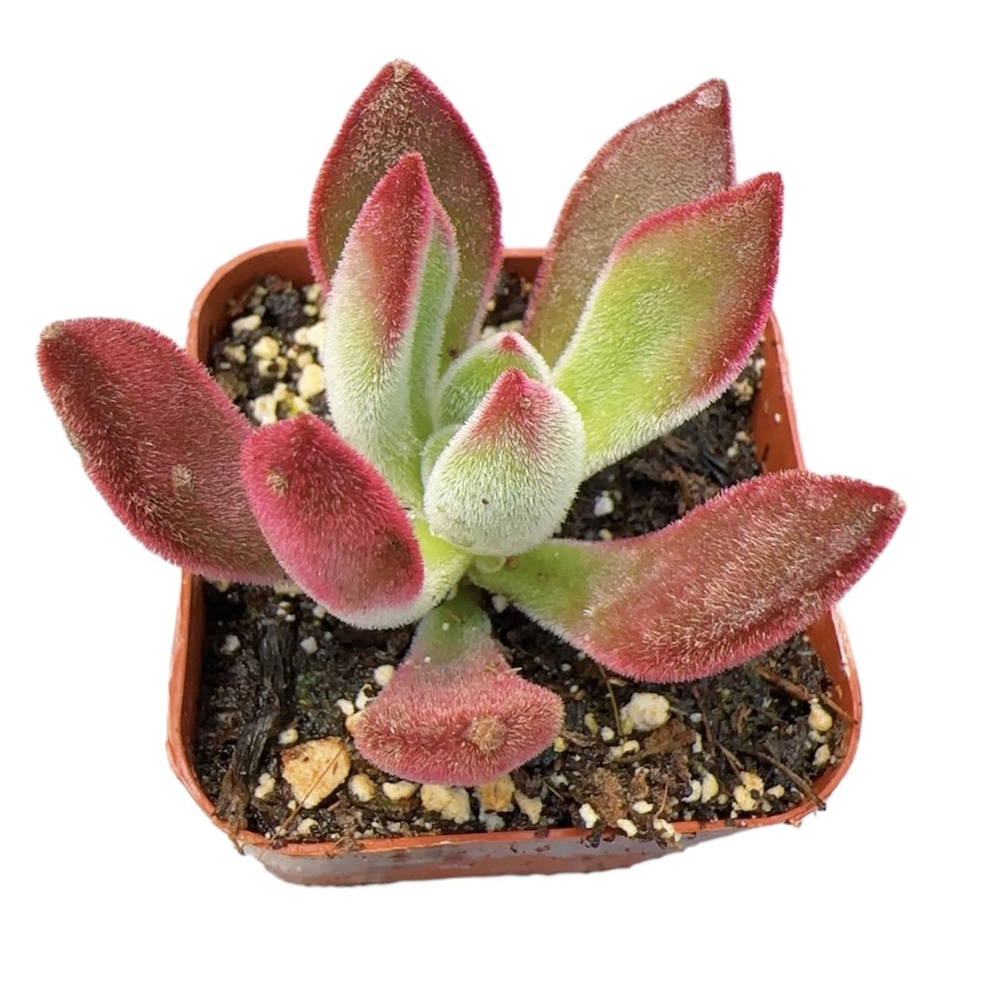 Live Succulent Echeveria Plants (2"Pot Echeveria Devotion) - Walmart.com