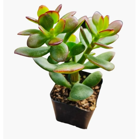 Live Succulent Jade Plants Collection for Home Decor (2"Pot Dwarf Jade ...