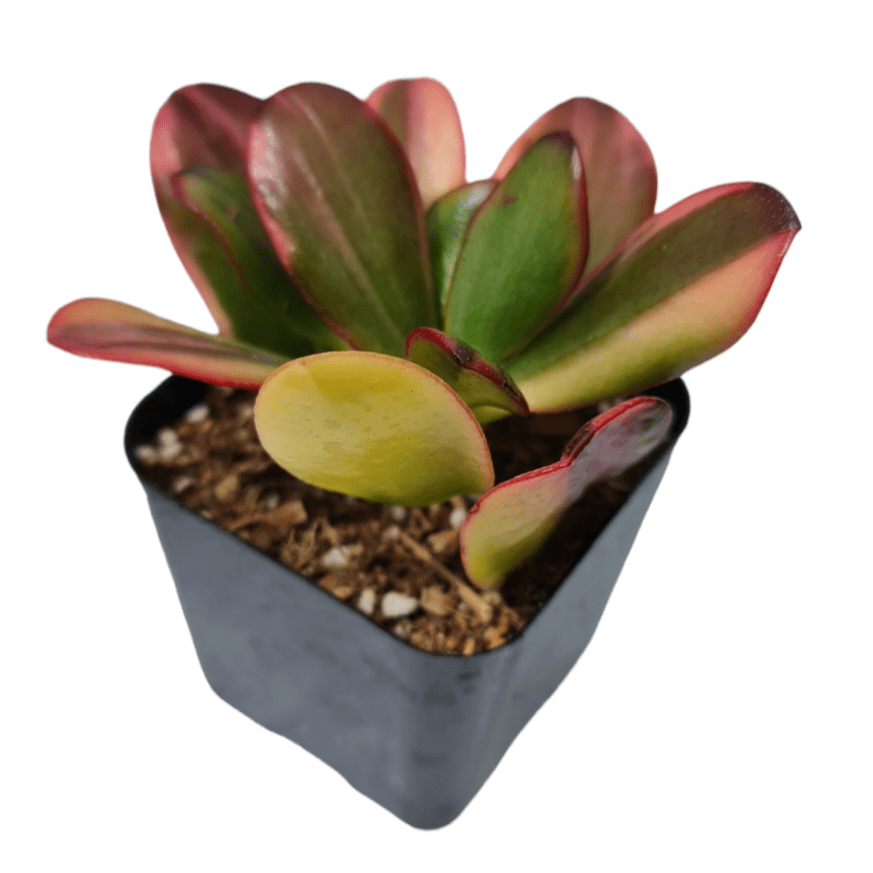 Live Succulent Jade Plants Collection for Home Decor (2"Pot Hummel's ...