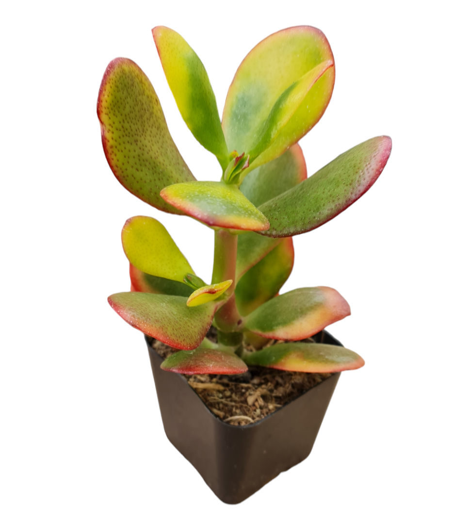 Live Succulent Jadeg Plants Collection for Home Decor (2"Pot Golden ...