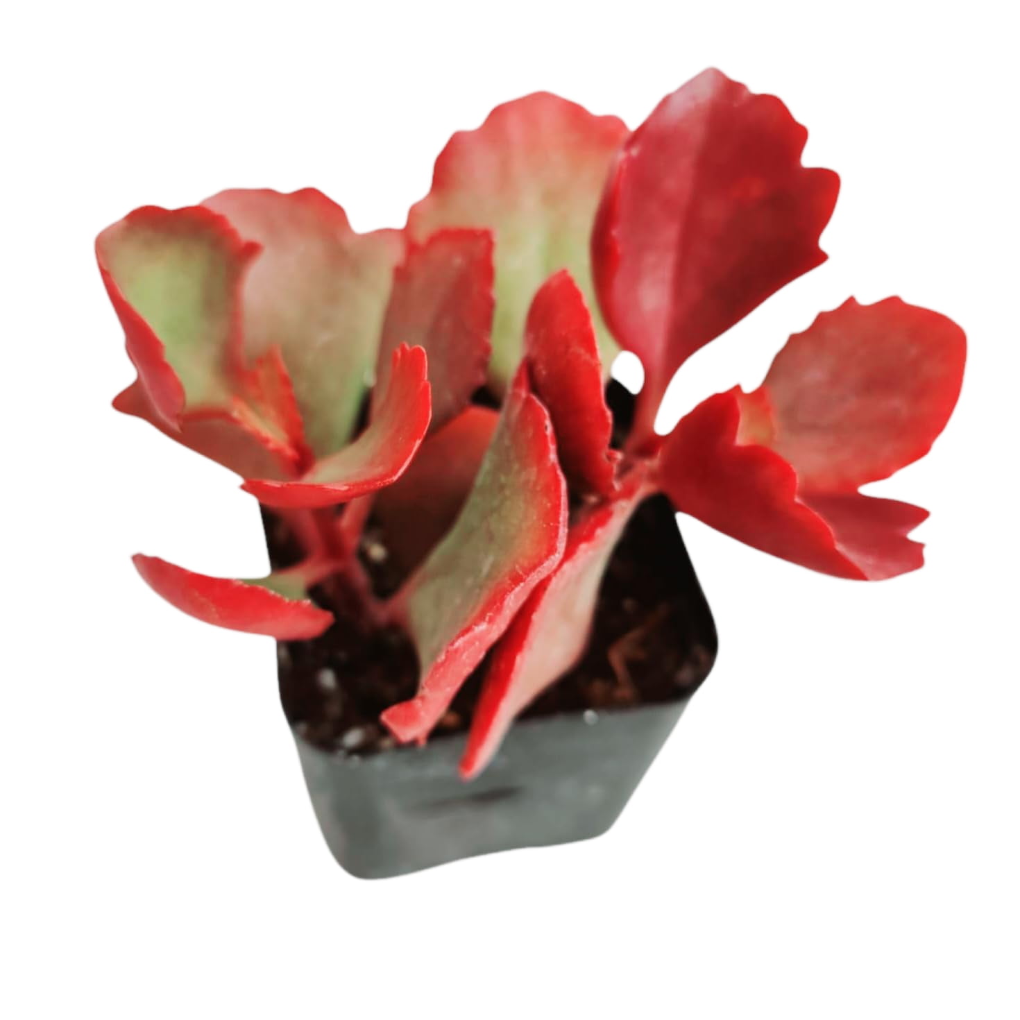 Live Succulent Plants 2" Pot Kalanchoe Sexangularis - Walmart.com