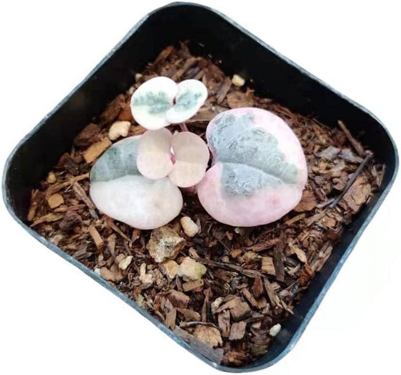 Live Succulent string Plants (2" Pot Variegated String of Hearts ...