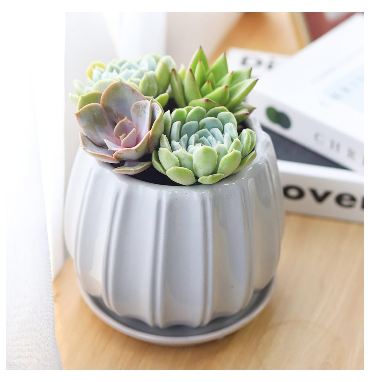 Live Succulents Plant in 6" Grey Ceramic Contour Planter, Succulent ...