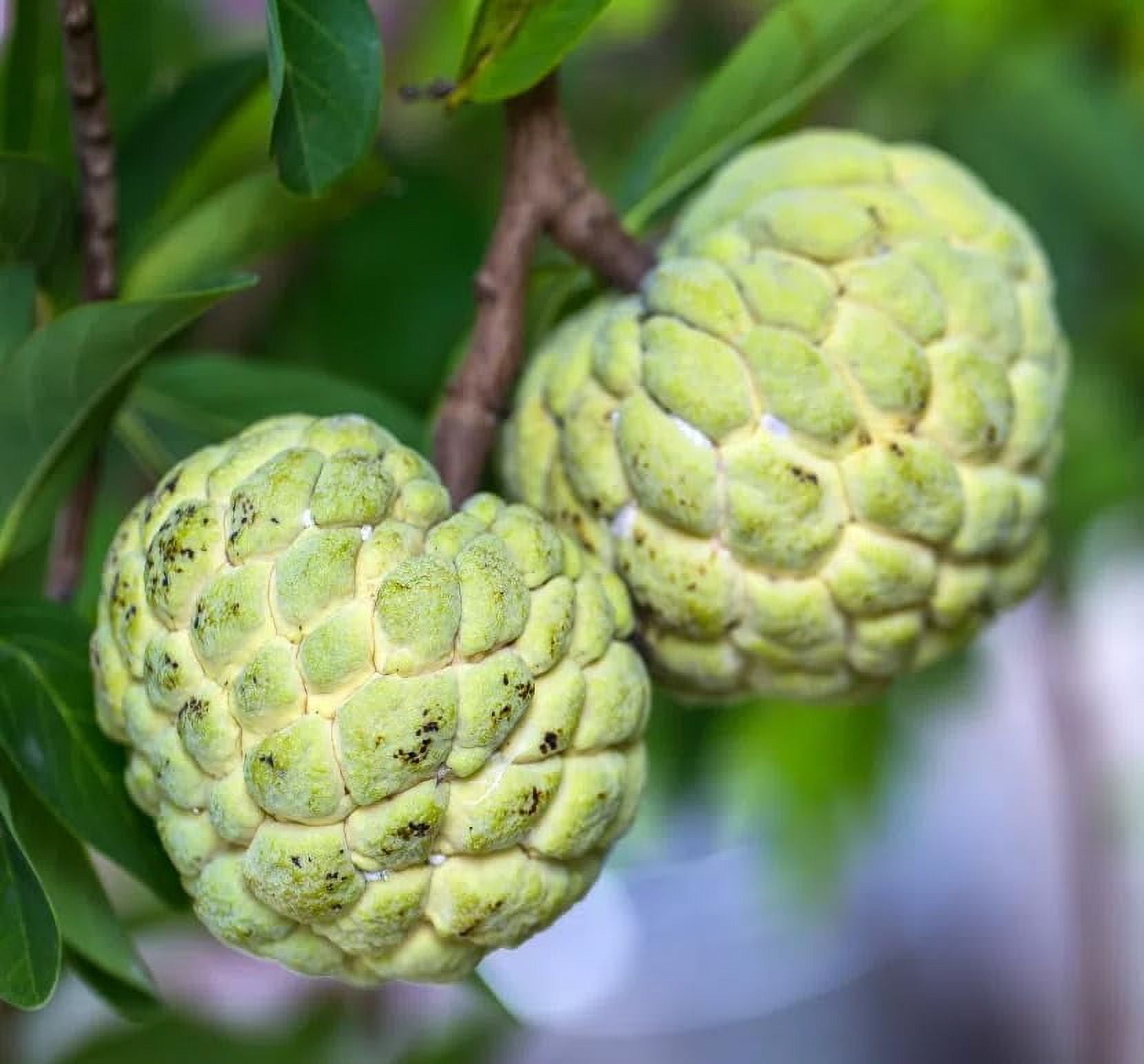 Live Sugar Apples Plant Custard Apple Plant Sugar Apple Sweetsop Plant Custard Sugar Apple Tree ...