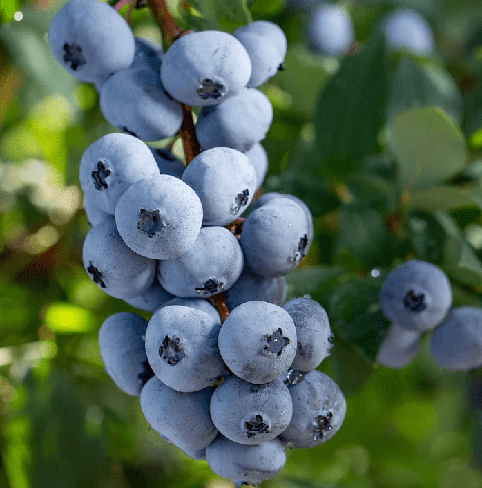 Live Sunshine Blueberry Plant Northern Highbush Blueberry Tree ...