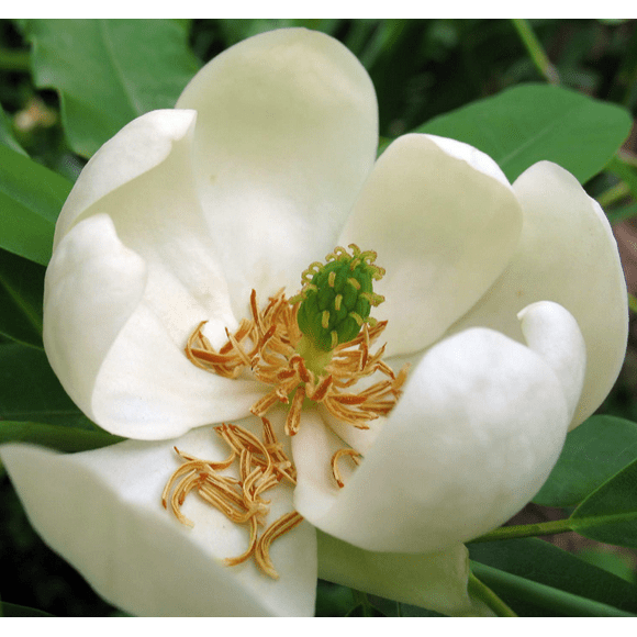 Magnolia Trees in Trees - Walmart.com