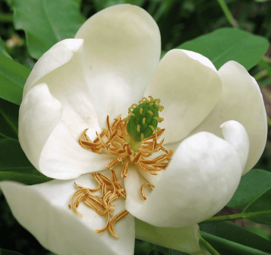 Live Sweetbay Magnolia Tree White Magnolia Flowers Plant Swamp ...