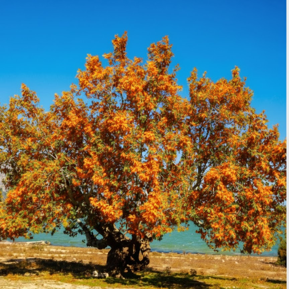 Live Sycamore Tree, Dormant Ornamental Sycamore Plant, 8 to 10 inches ...