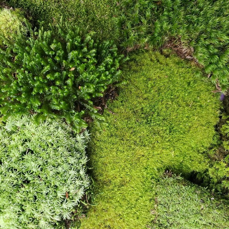 "Live Terrarium Moss Assortment in 6x9 Ziplock Bag for Fairy Garden ...