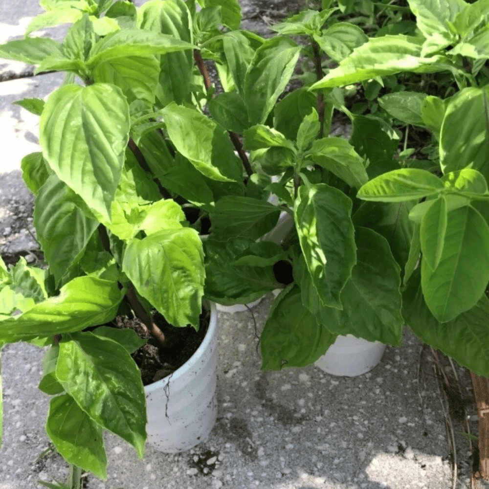 Live Thai Basil Plant, Well-Rooted and Compact Herb for Home and ...